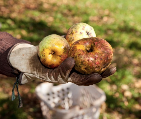 There’s More to Eating Ugly | unconventional stories from a tree crops ...