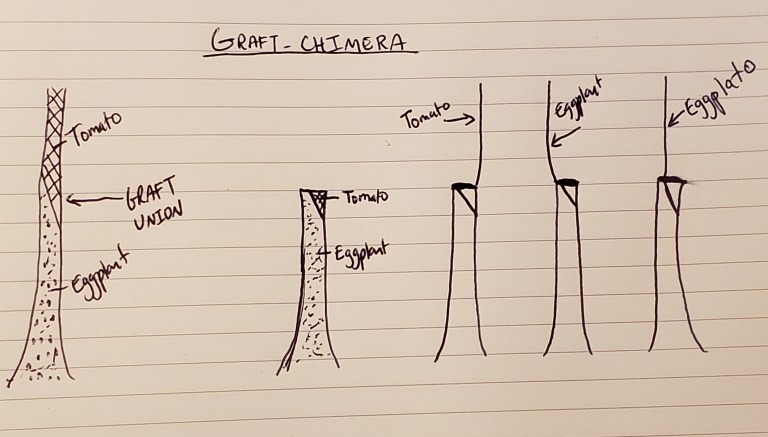 Behold the Graft-Chimera! | unconventional stories from a tree crops farmer