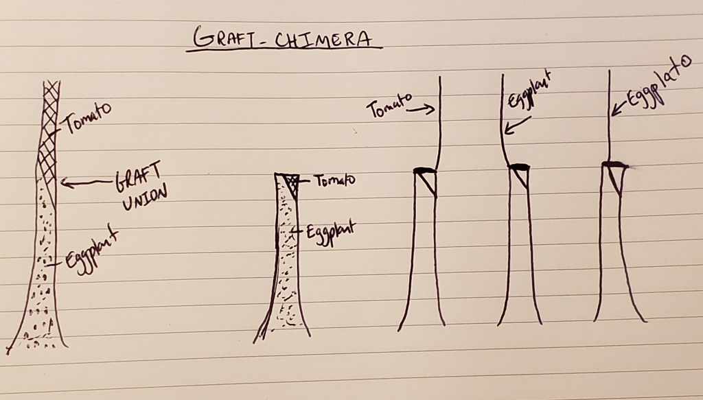 Behold the Graft-Chimera! | unconventional stories from a tree crops farmer