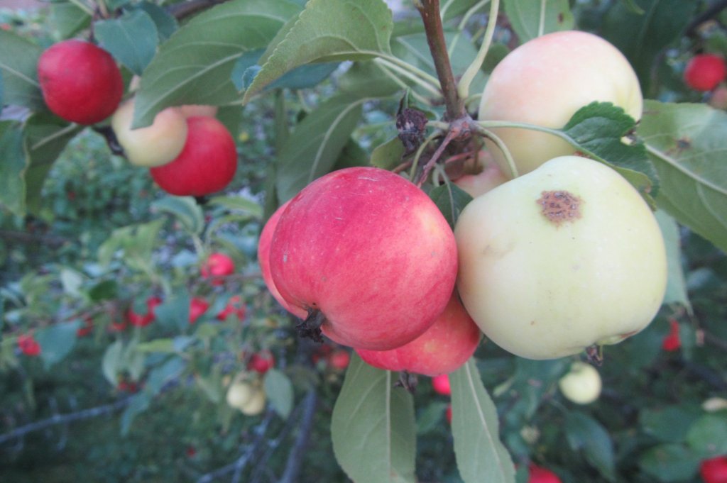 Behold the Graft-Chimera! | unconventional stories from a tree crops farmer
