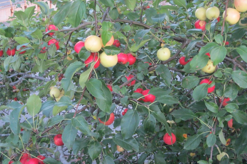 Behold the Graft-Chimera! | unconventional stories from a tree crops farmer