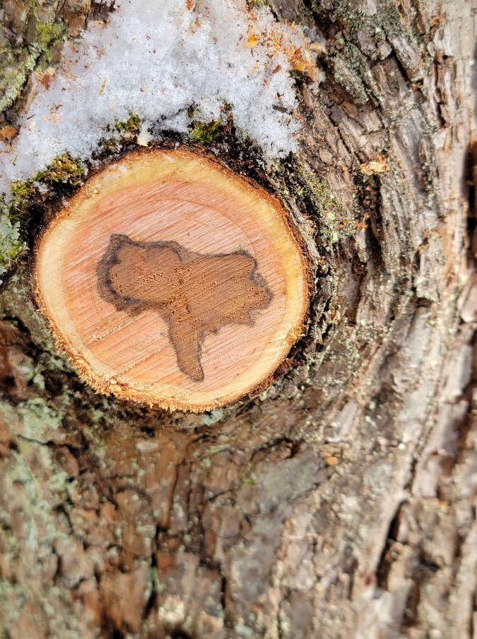 Heart Rot: The bridge between ecology and horticulture | unconventional ...